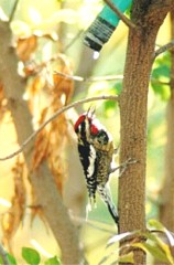 The Dripping Water Effect and how birds are drawn to it.