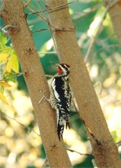 The Dripping Water Effect and how birds are drawn to it.