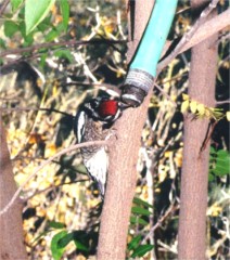 The Dripping Water Effect and how birds are drawn to it.