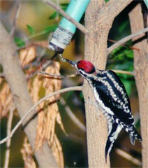 The Dripping Water Effect and how birds are drawn to it.