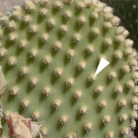 How do the Cactus survive