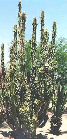 Photos of the Totem pole cactus