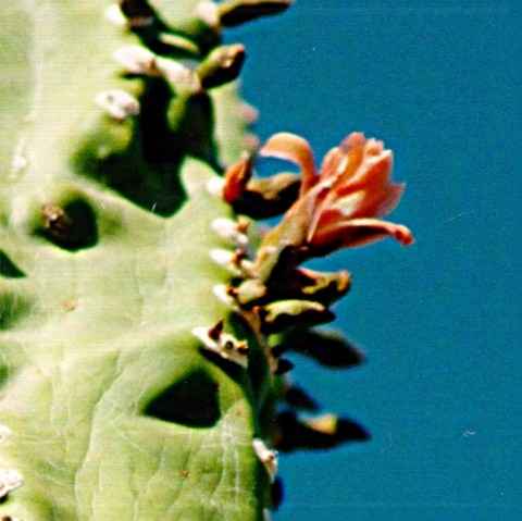 Photos of the Totem pole cactus